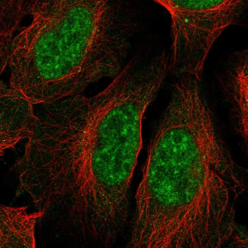 Rabbit Polyclonal Anti-HSPB9 Antibody - Buy for research - Highly ...