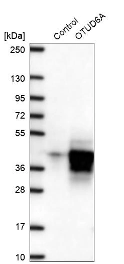 Anti-OTUD6A Human Protein Atlas Antibody