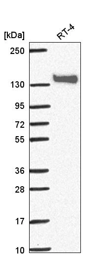 Anti-PAPLN Human Protein Atlas Antibody