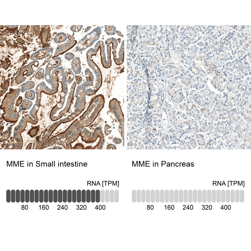 Anti-MME Monoclonal Atlas Antibody