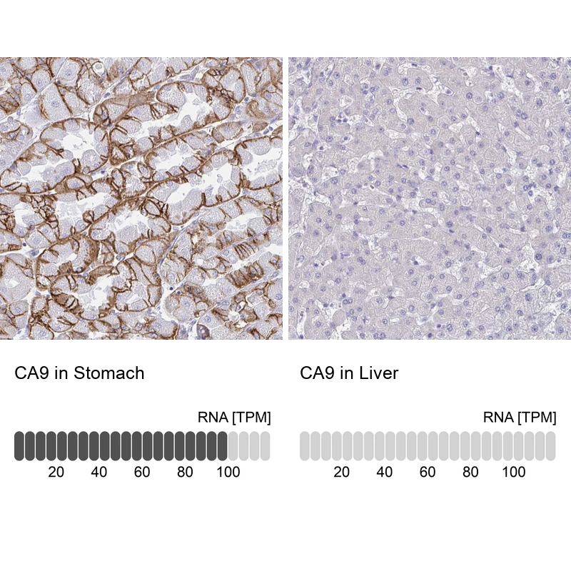 Anti-CA9 Human Protein Atlas Antibody