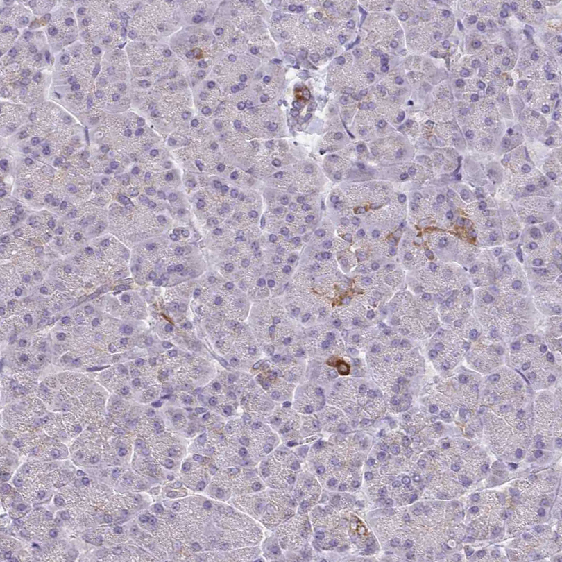 Rabbit Polyclonal Anti-MPC2 Antibody - Buy for research - Highly ...