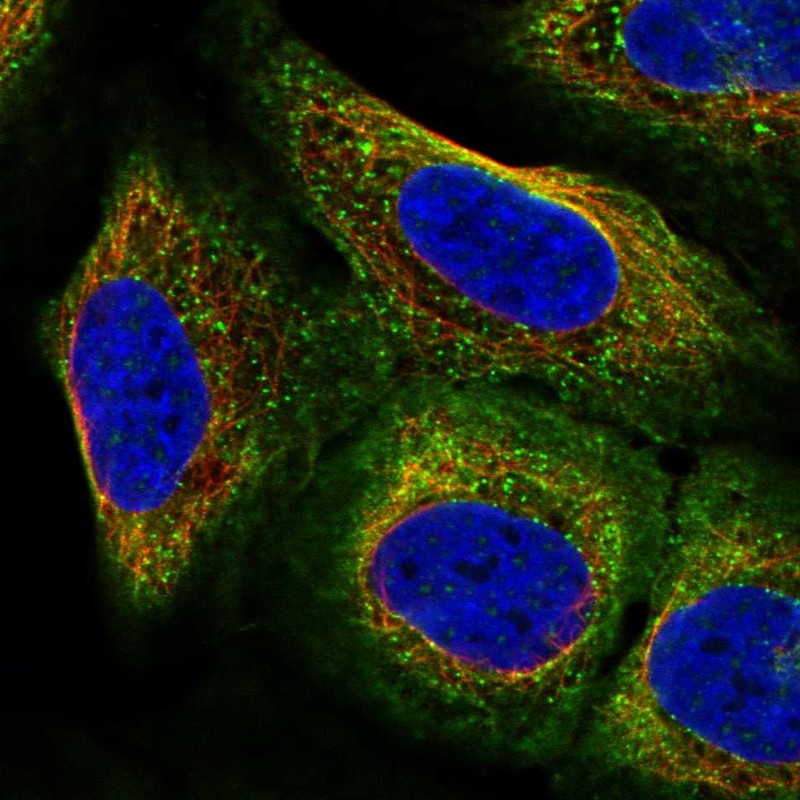 Anti-ARC Human Protein Atlas Antibody