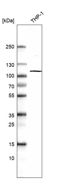 Anti-HK3 Human Protein Atlas Antibody