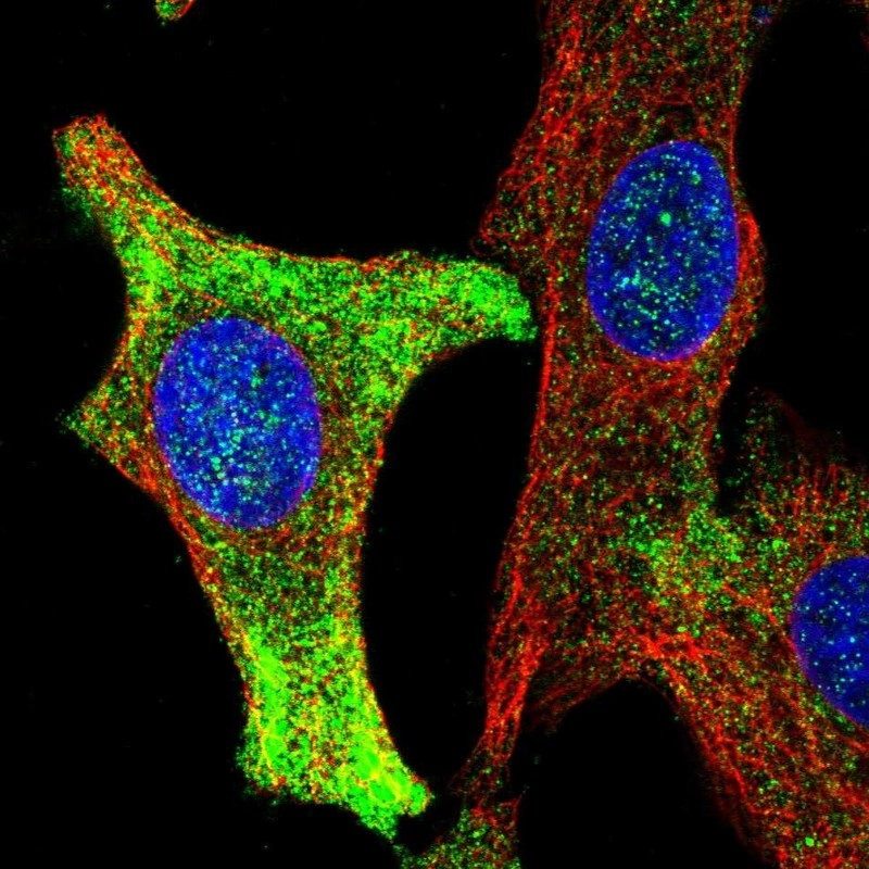 Anti-WBP1 Human Protein Atlas Antibody