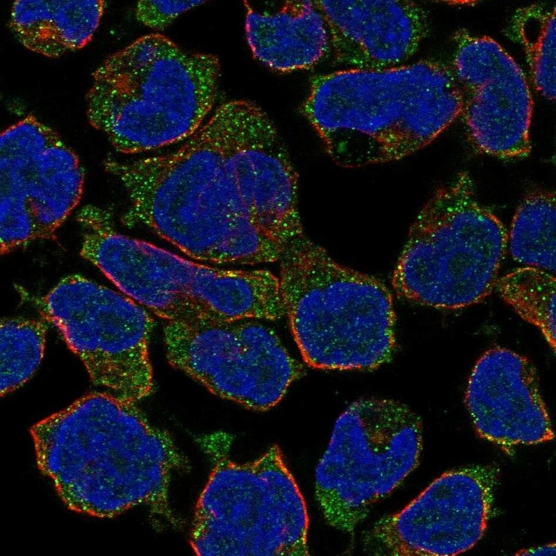 Anti-GPR174 Human Protein Atlas Antibody