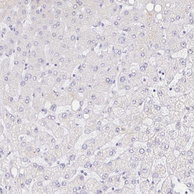 Rabbit Polyclonal Anti-COL28A1 Antibody - Buy for research - Highly ...