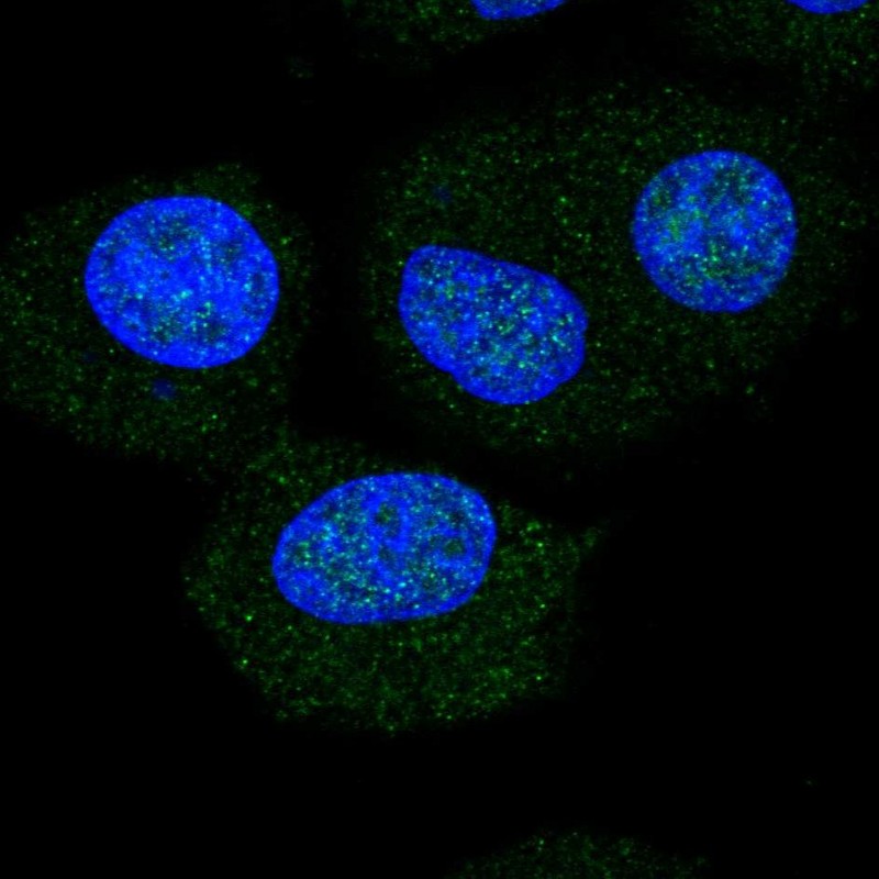 Rabbit Polyclonal Anti-NOL6 Antibody - Buy for research - Highly ...