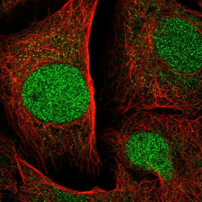 Anti-SPRED1 Human Protein Atlas Antibody