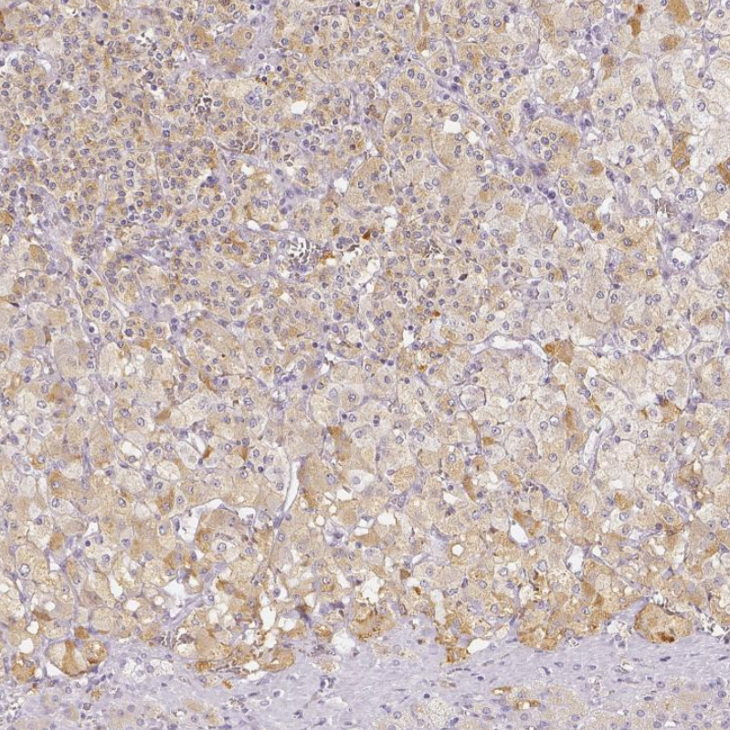 Anti-SLC18A1 Human Protein Atlas Antibody