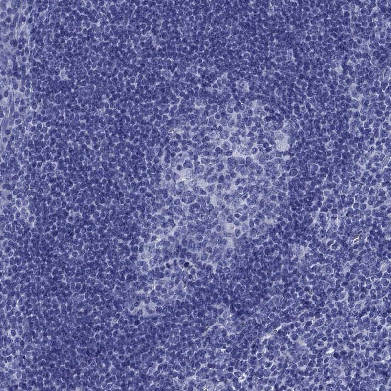 Anti-GIP Human Protein Atlas Antibody