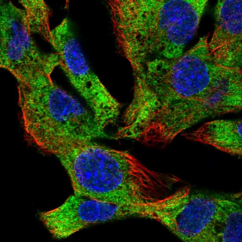 Anti-EIF2B4 Human Protein Atlas Antibody