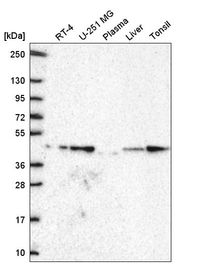 Anti-GDF11 Human Protein Atlas Antibody