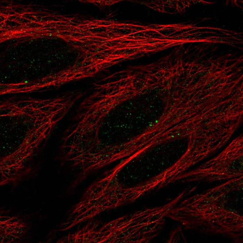 Rabbit Polyclonal Anti-SEC14L4 Antibody - Buy for research - Highly ...