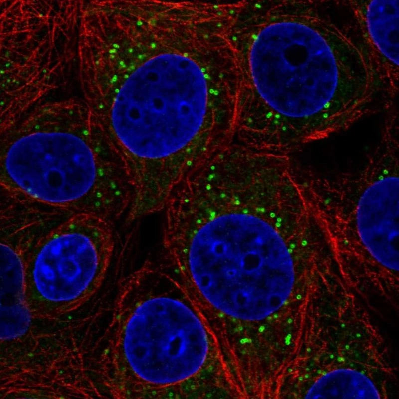 Anti-FAF2 Human Protein Atlas Antibody