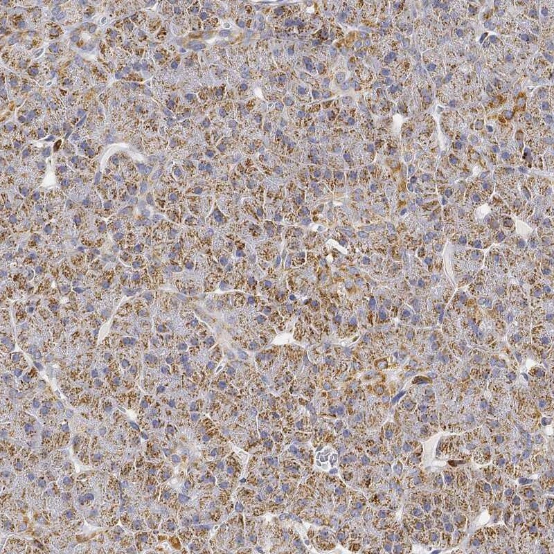 Rabbit Polyclonal Anti-CAPN15 Antibody - Buy for research - Highly specific, rigorously ...
