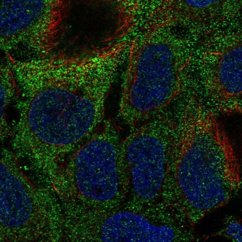 Rabbit Polyclonal Anti-MOCS1 Antibody - Buy for research - Highly ...