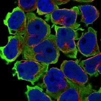 Anti-LSMEM2 Human Protein Atlas Antibody