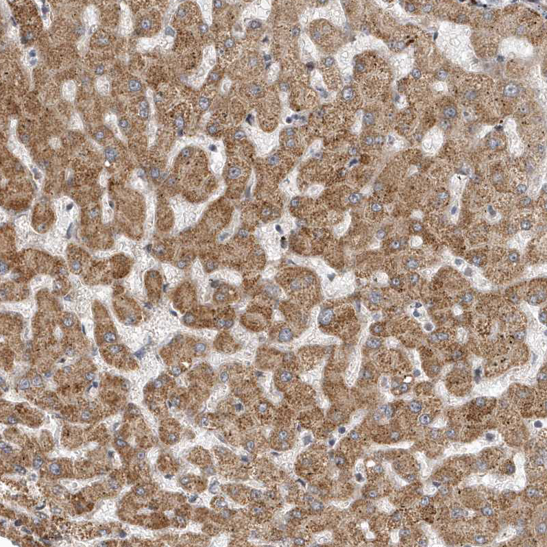 Rabbit Polyclonal Anti-TRAIP Antibody - Buy for research - Highly ...