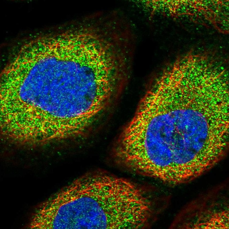 Anti-MARK4 Human Protein Atlas Antibody