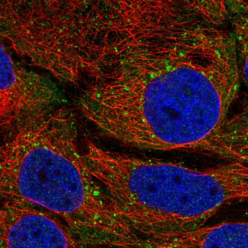 Anti-STAM Human Protein Atlas Antibody