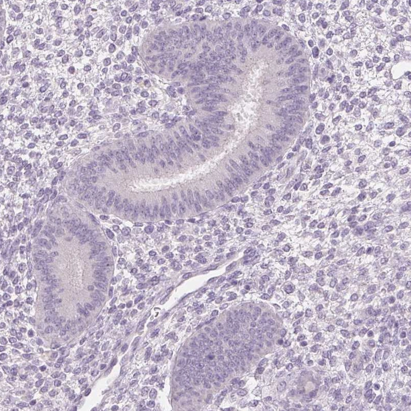 Anti-DSG3 Human Protein Atlas Antibody