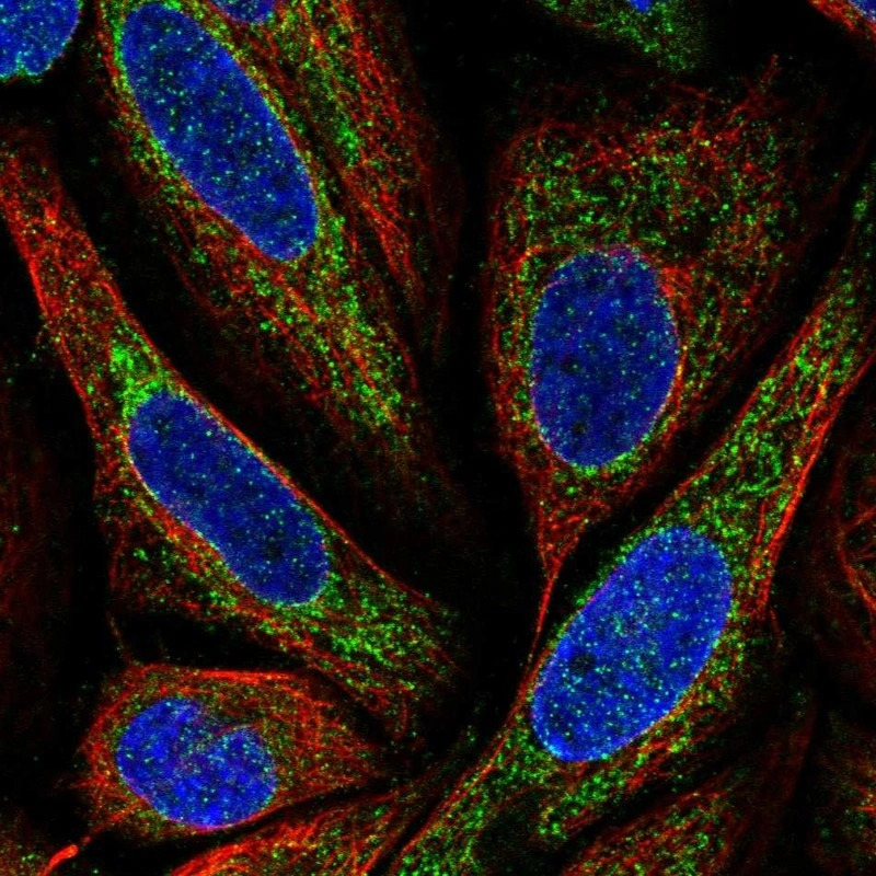 Anti-BMP6 Human Protein Atlas Antibody