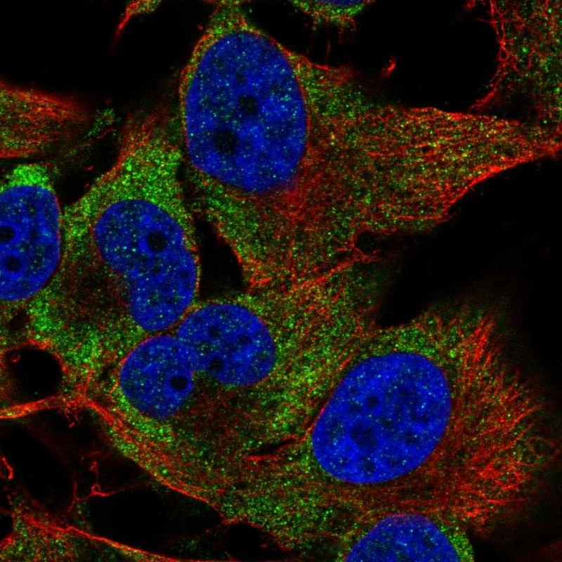 Anti-PIM3 Human Protein Atlas Antibody