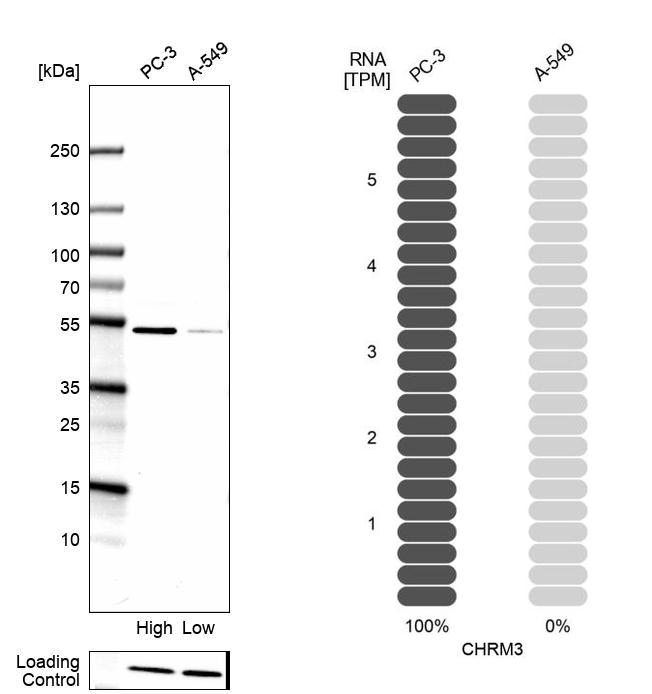 Anti-CHRM3 Human Protein Atlas Antibody