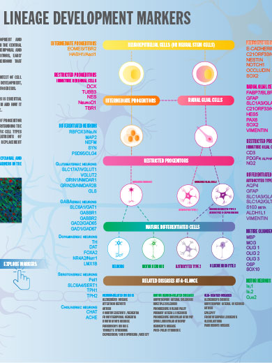 Infographic: Neural Lineage Development Markers