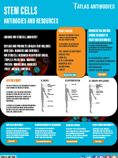 Infographic: Stem Cells Antibodies and Resources