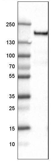 Anti-ITGAM Monoclonal Atlas Antibody