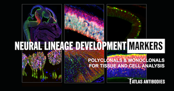 How Neural Lineage Cells Contribute to Brain Function and Behavior