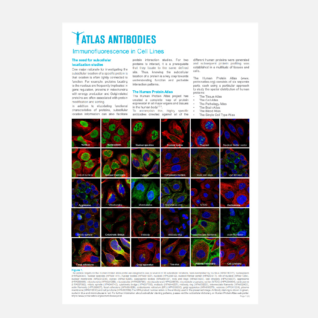 Immunofluorescence in Cell Lines