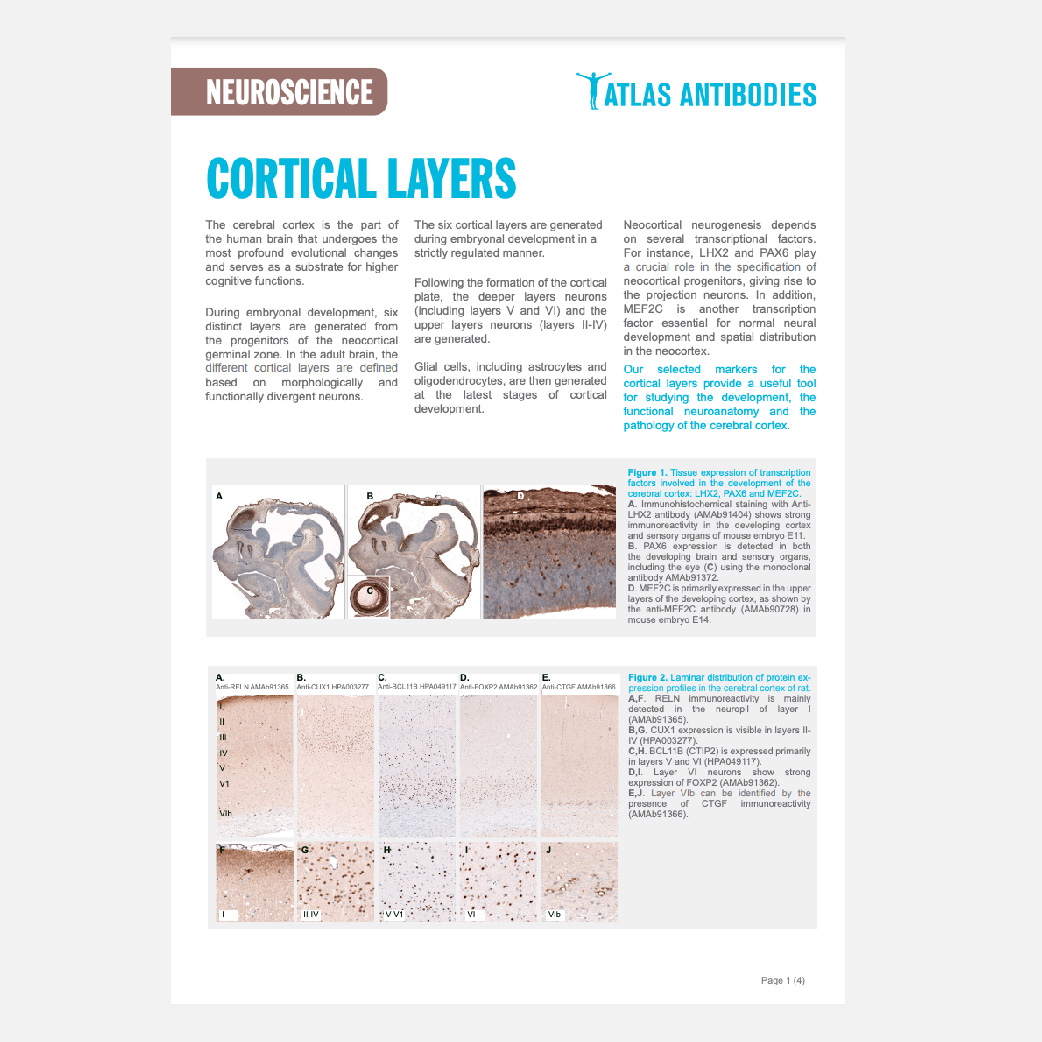 Cortical Layer Markers