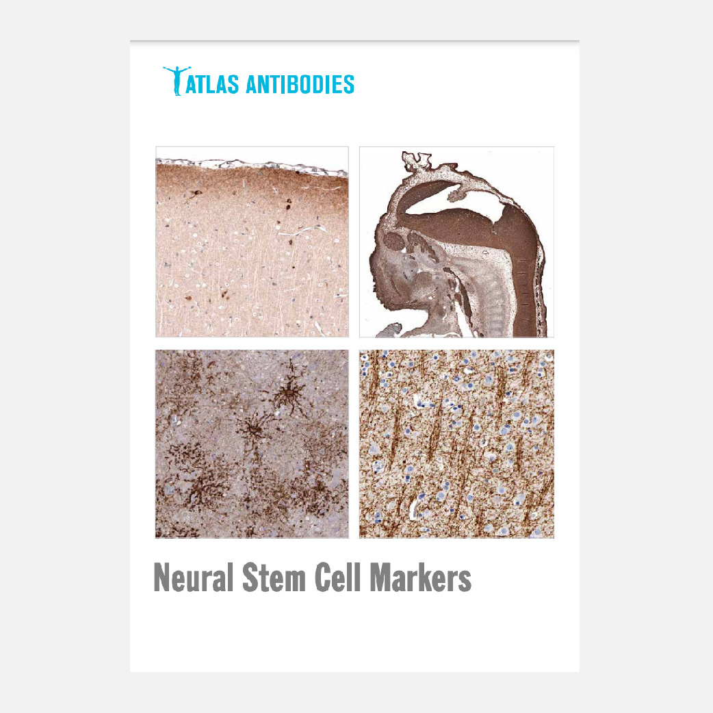 Neural Stem Cell Markers