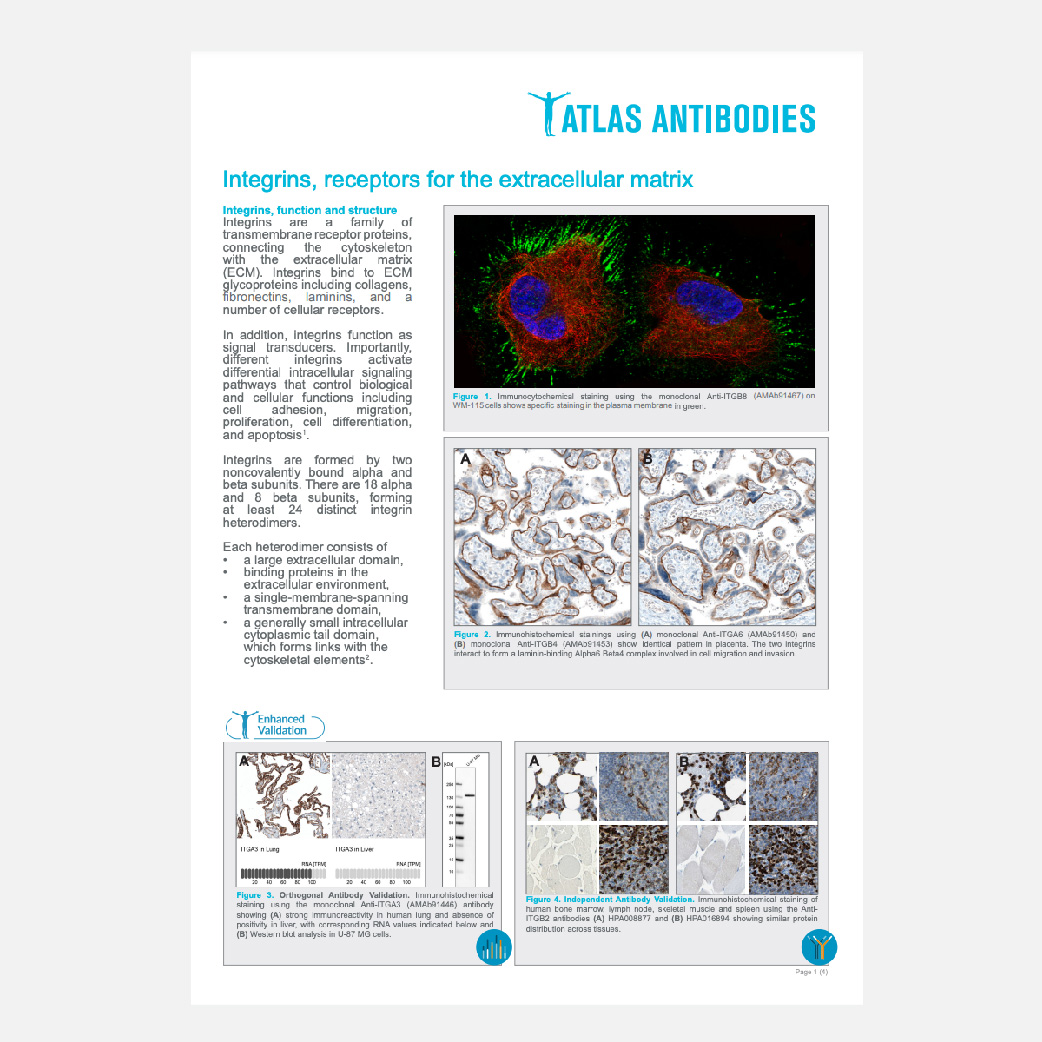 Integrins, Receptors for the Extracellular Matrix