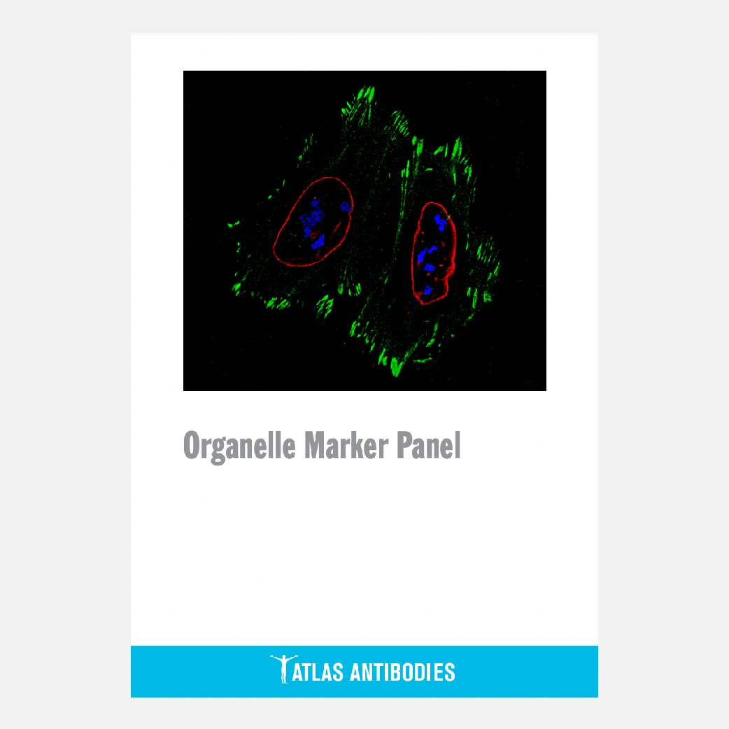 Organelle Markers