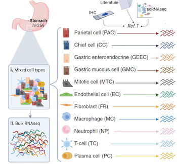 43 TripleA Polyclonals to explore the intricacies of the human stomach