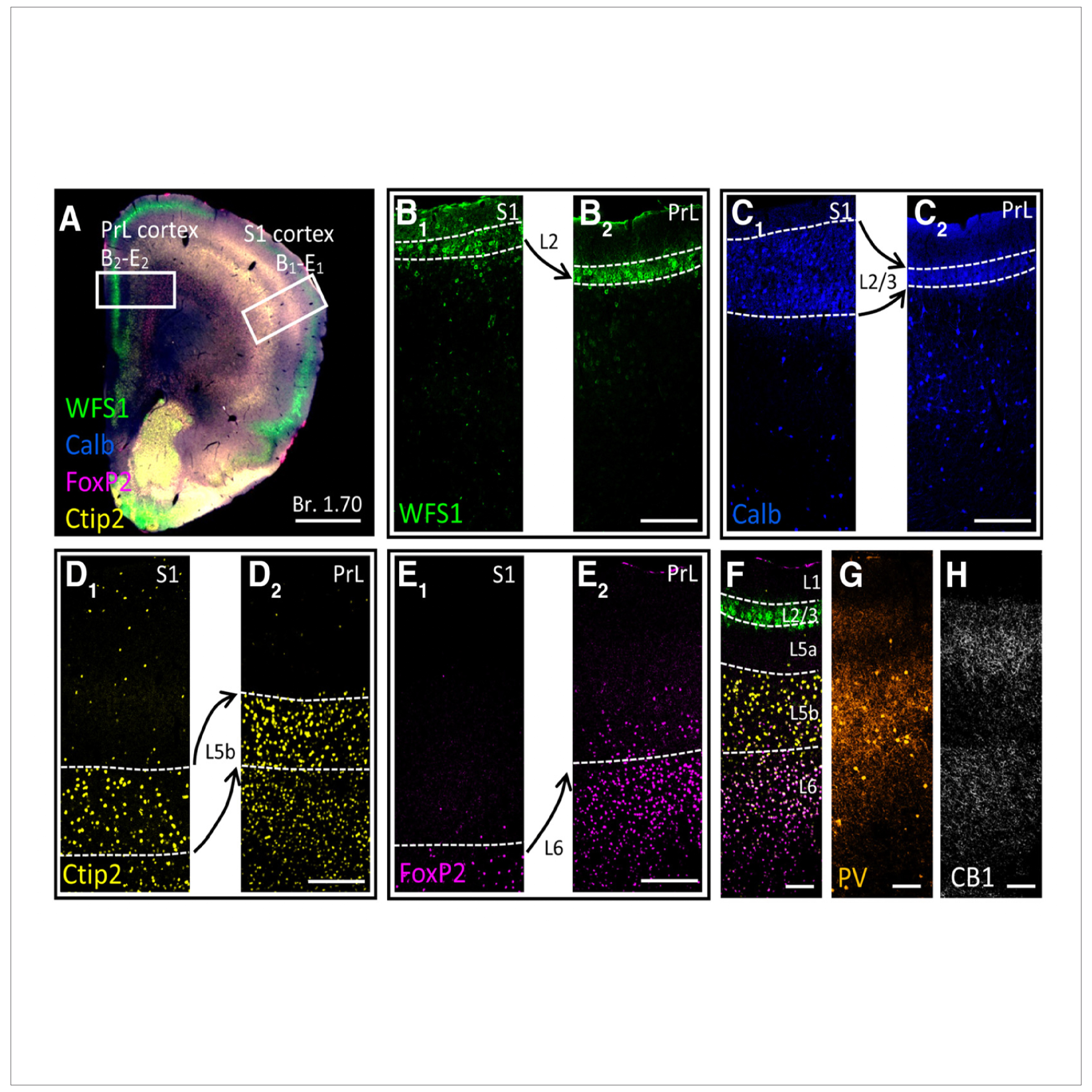 Our anti-FOXP2 used to understand the organization of mouse mPFC