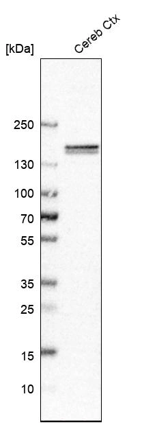 Anti-CNTNAP4 Human Protein Atlas Antibody
