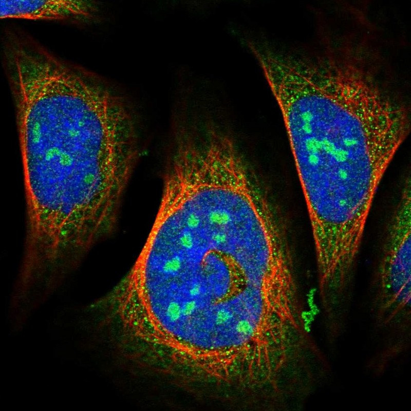 Rabbit Polyclonal Anti-WDCP Antibody - Buy for research - Highly ...