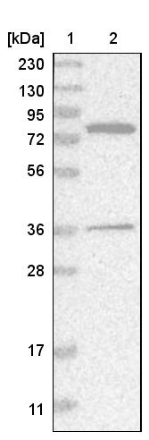 Anti-HSD17B4 Human Protein Atlas Antibody
