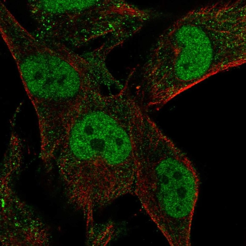 Anti-MLIP Human Protein Atlas Antibody