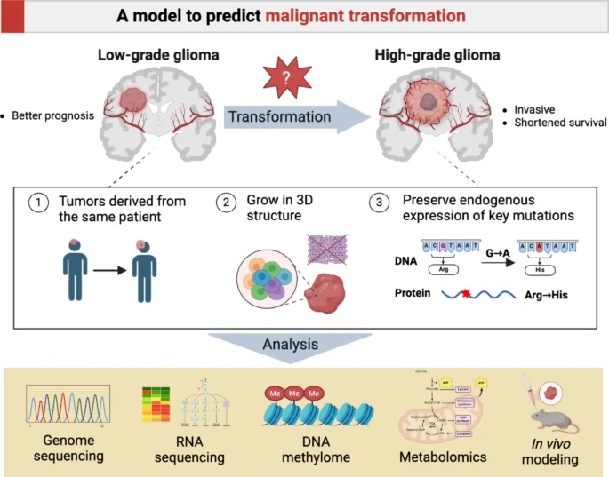New Insights into Malignant Transformation in IDH-Mutant Glioma