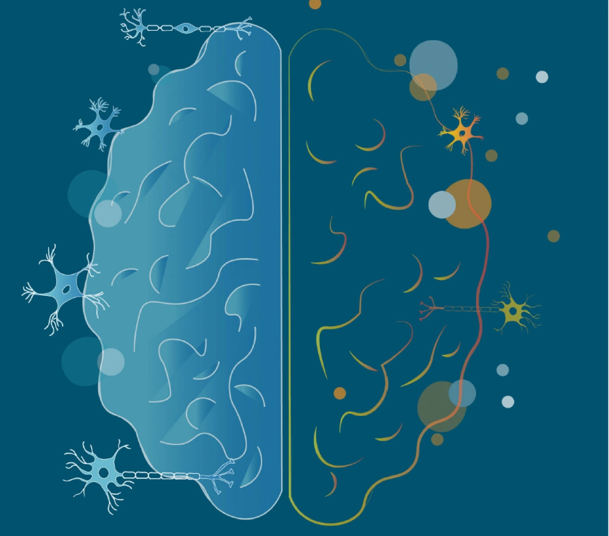 Primary antibodies for mapping the brain proteome in health and disease