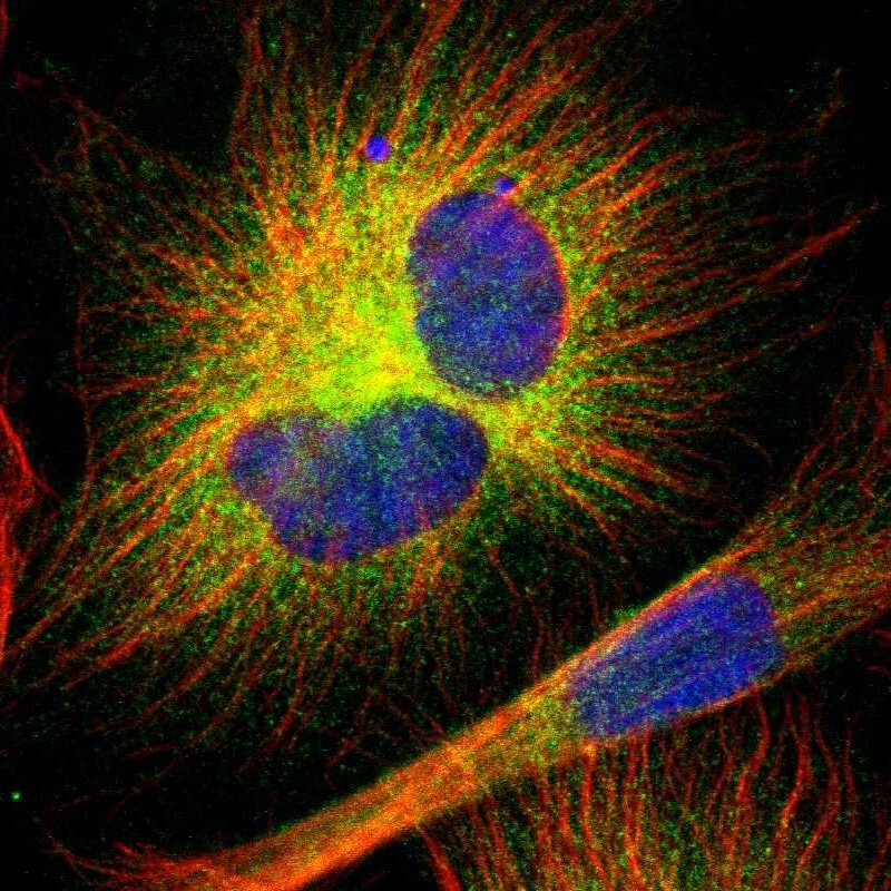 Anti-MAP2 Human Protein Atlas Antibody