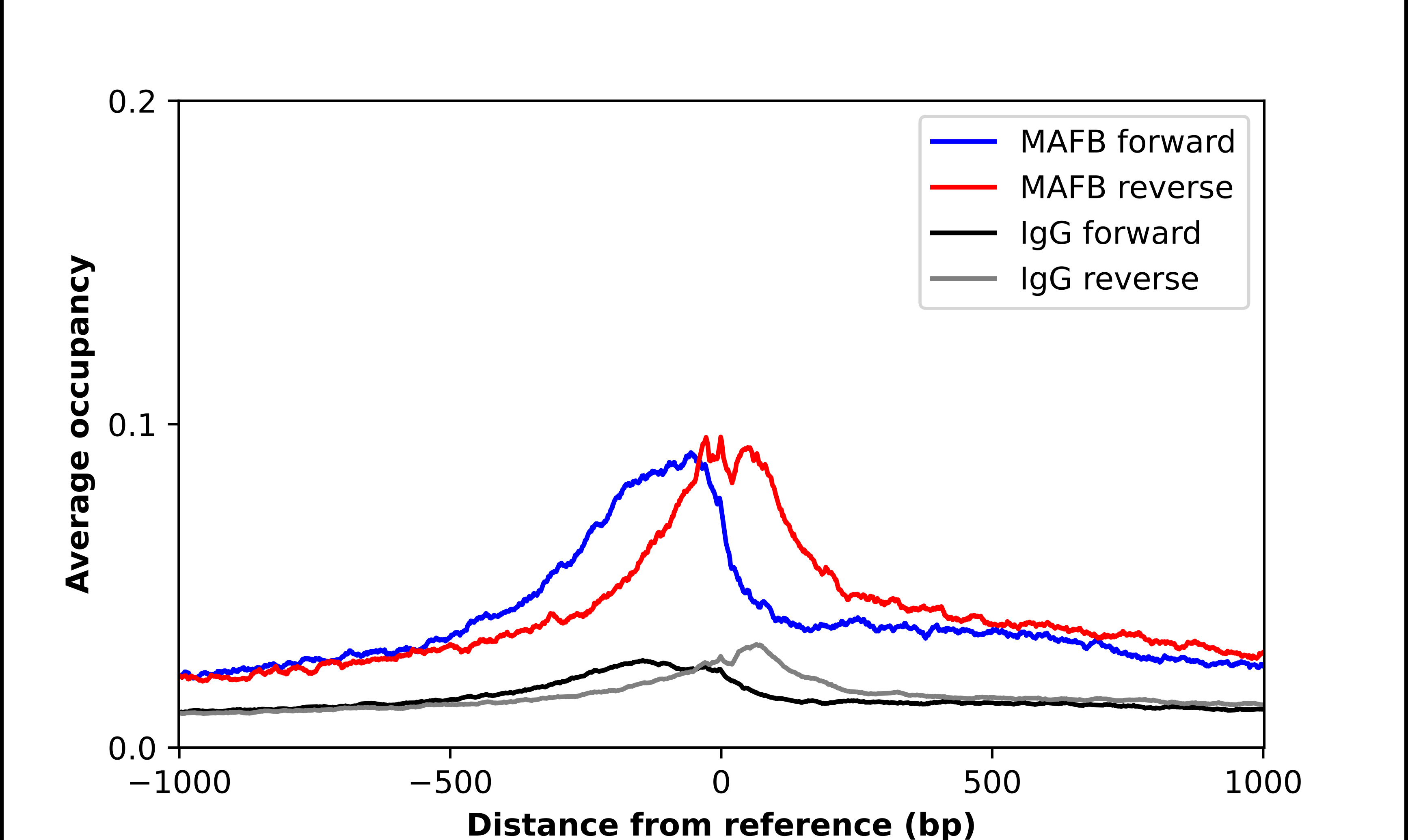 Anti-MAFB Human Protein Atlas Antibody