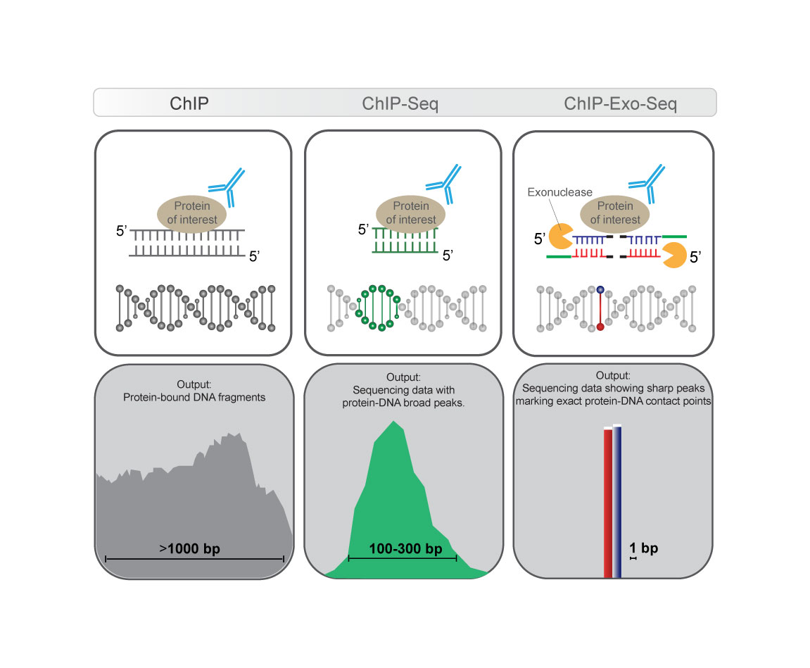 ChIP-Exo-seq: Precision Beyond Traditional ChIP Assays
