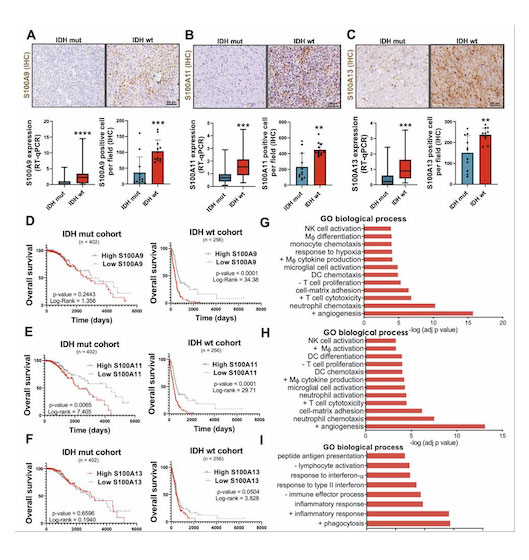 Role of S100A Proteins in Glioblastoma Microenvironment